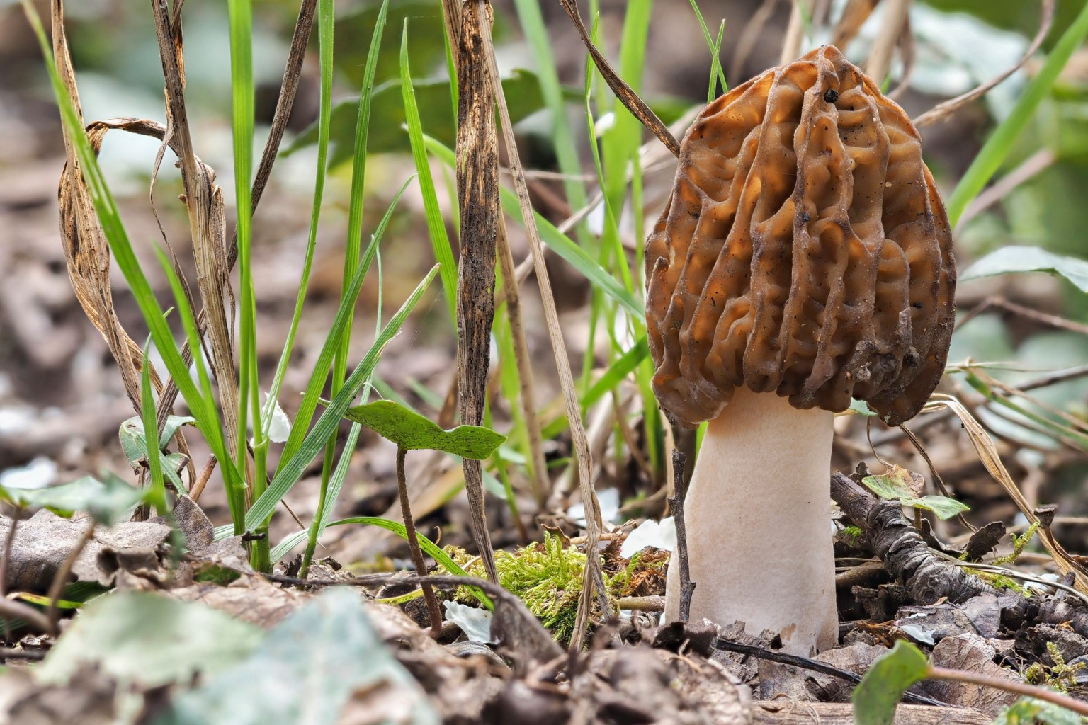 Real vs. False Morels: How To Tell the Wild Mushrooms Apart