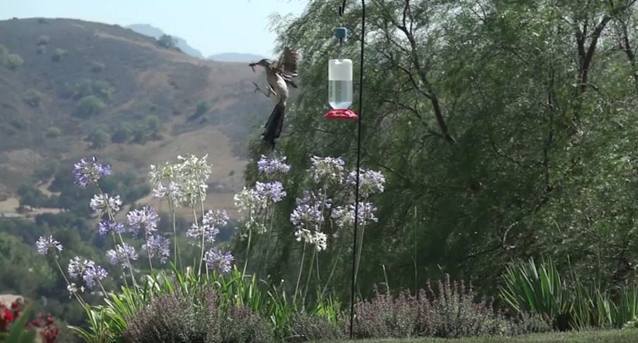 Watch This Roadrunner Nail a Hummingbird Right Out of the Air - Wide ...