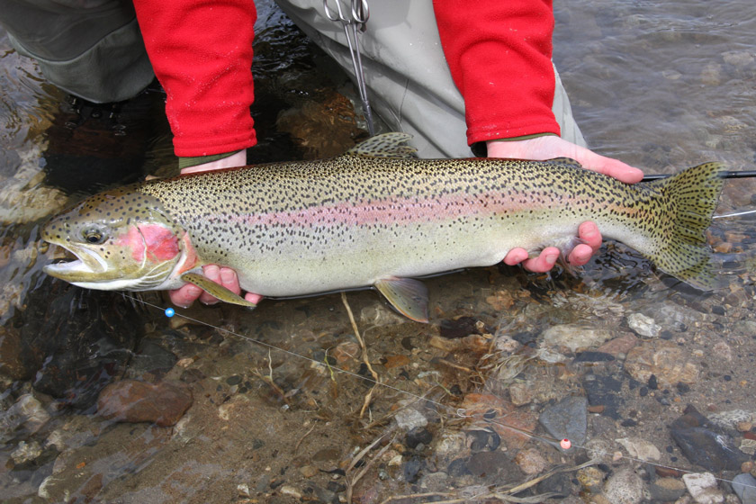 Steelhead Runs in New York: 10 Fisheries Guaranteed to Produce
