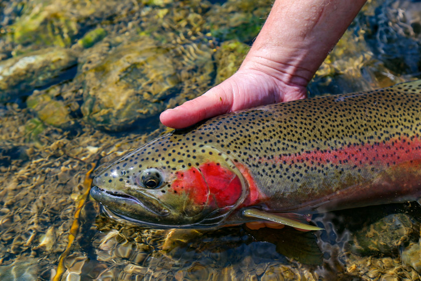 Steelhead Runs in New York: 10 Fisheries Guaranteed to Produce