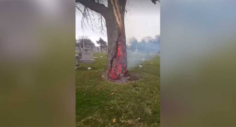 Stunning Footage of a Tree Hit By Lightning Burning From the Inside Out ...