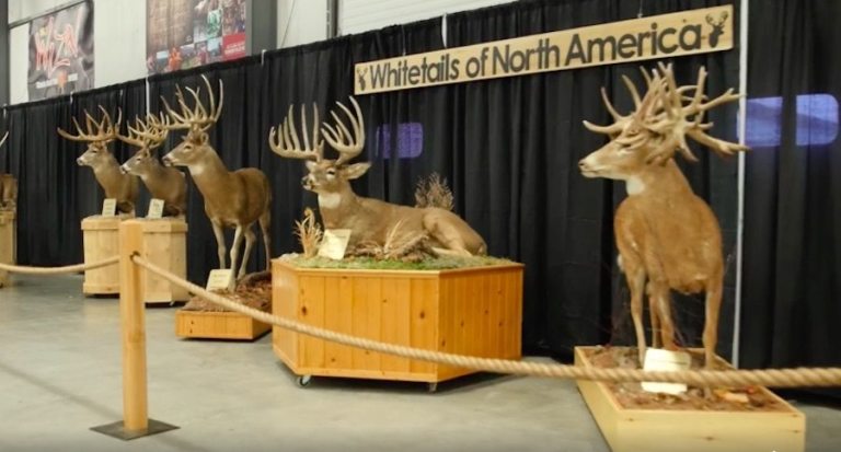 This Massive Whitetail Mount Collection is Exactly What You Need Today ...