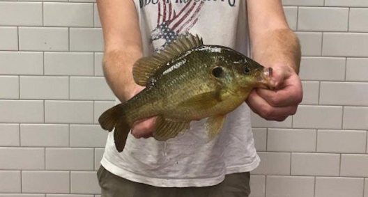 New State Record Sunfish Caught in Missouri on a Throwline - Wide Open ...