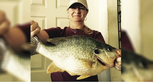 Monster Arizona Bluegill May Have Been Colorado River Record - Wide ...