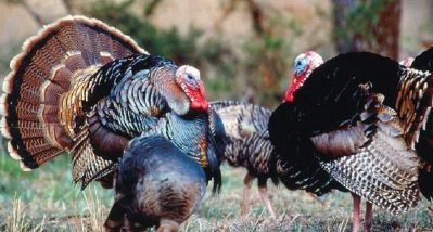 Turkey Phases and Hunting Techniques - Wide Open Spaces