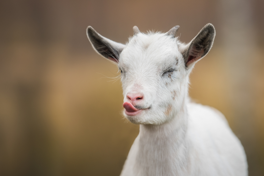 20 Best Goat Names for Your Furry Kid