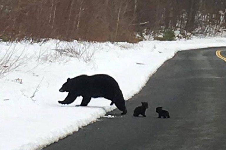 Tiny Bear Cub Cries Out to Mom for Help Crossing the Road - Wide Open ...