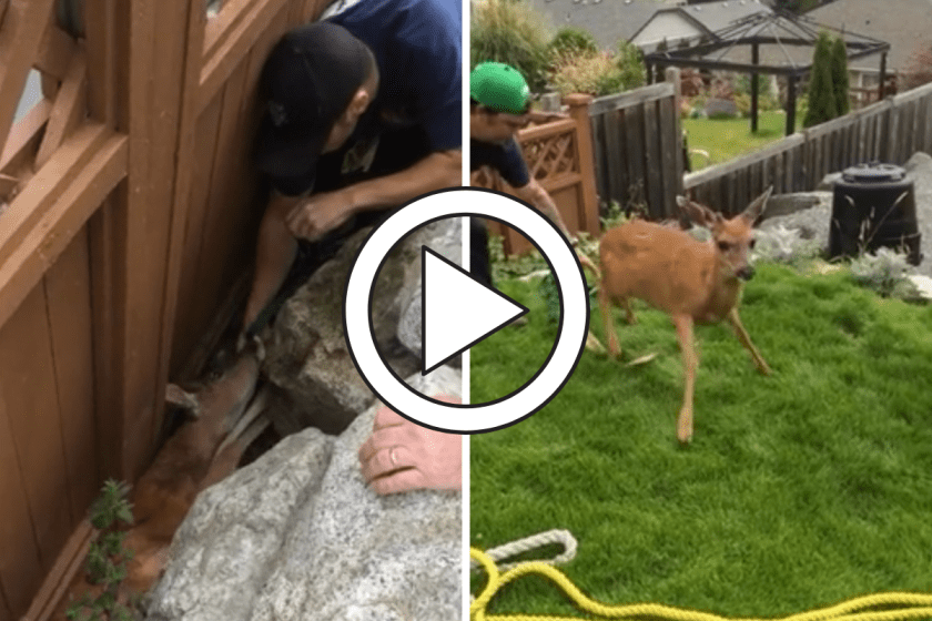 Volunteer Firefighters Save a Deer Stuck in a Garden