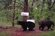 Baiting Bears: How to Do it Safely and Effectively