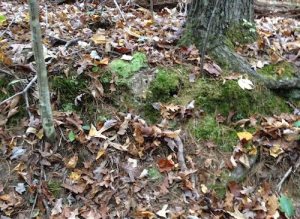 Challenge Yourself and Try to Find These 10 Hidden Copperheads and ...