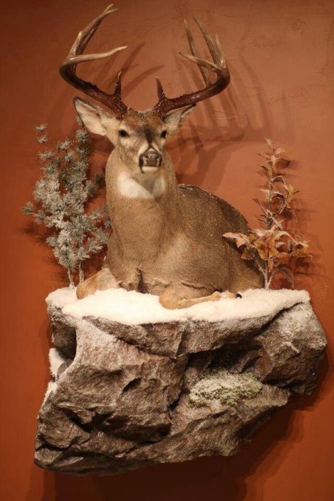 7 Creative Ways to Mount Your Deer - Wide Open Spaces