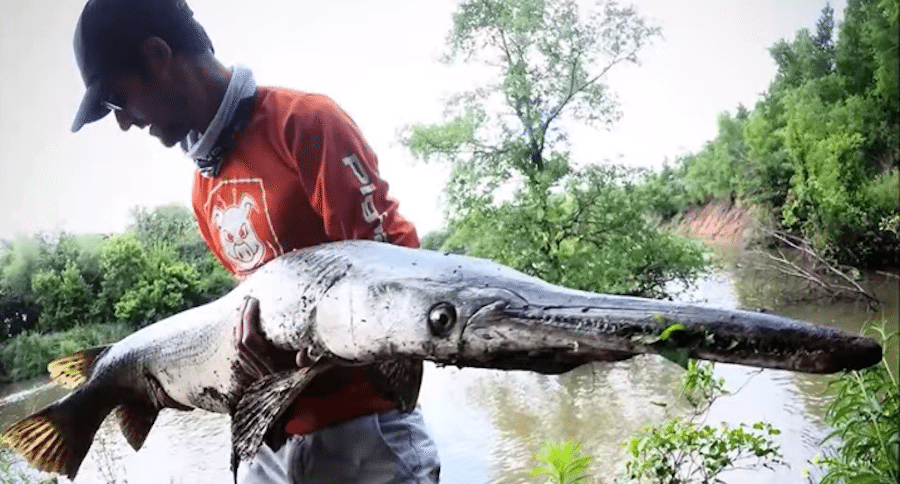 Massive Prehistoric Hybrid Gar Caught in Texas - Wide Open Spaces