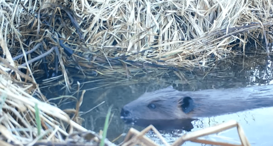 Wary Beaver is Caught on Film "Outsmarting" Trapper - Wide Open Spaces