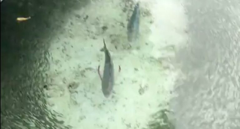 Finding These Big Fish in Shallow Water is a Sight-Fisherman's Dream ...