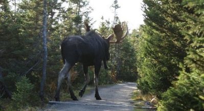 Check Out 4 of the Biggest, Baddest Moose on the Internet - Wide Open ...