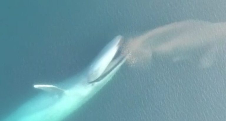 Insane Drone Footage Reveals Just How Much a Blue Whale Can Gulp Up ...