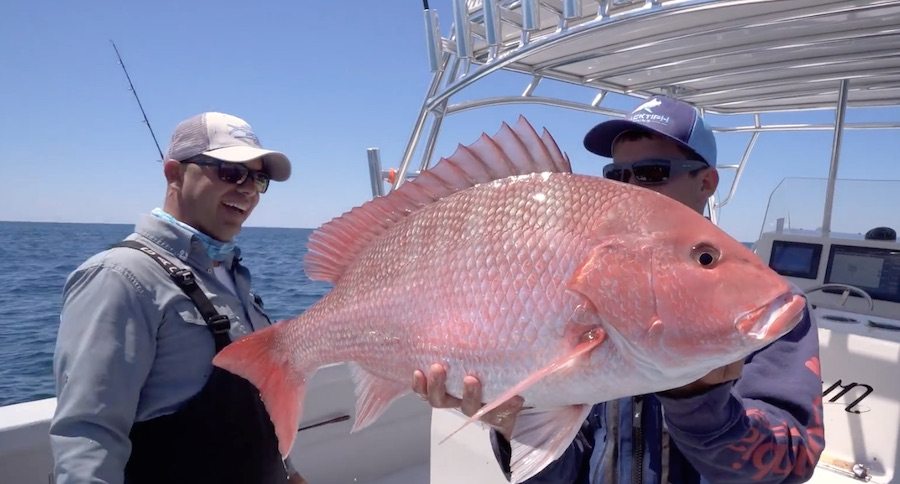 Giant Cobia Search Turns to Monster Red Snapper… Then a Catch-and-Cook ...
