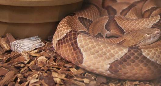 Challenge Yourself and Try to Find These 10 Hidden Copperheads and ...