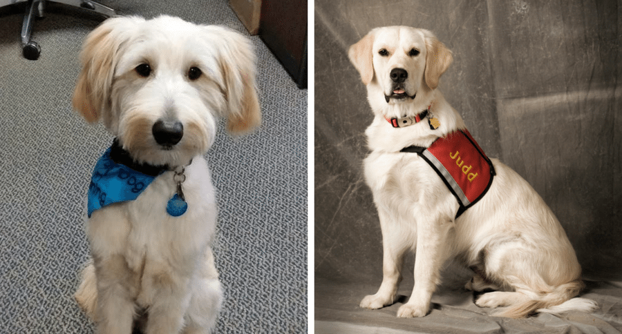Therapy Dogs Work at Funeral Homes, Bringing Comfort to the Grieving
