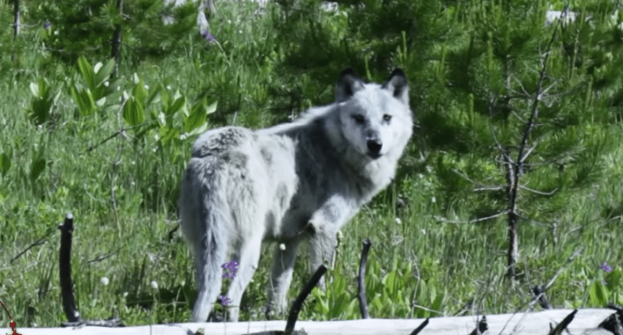 Gray Wolf Chases a Deer Through Timber on Stunningly Clear Video - Wide ...