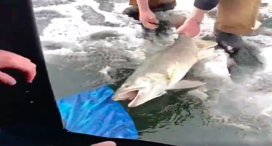 Little Girl’s Reaction to Catching an Eel is Utterly Hysterical - Wide ...