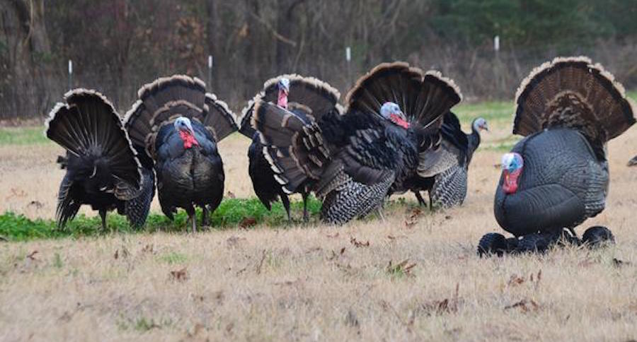 Motorized Turkey Decoy Called Mobo Gobbler - Wide Open Spaces