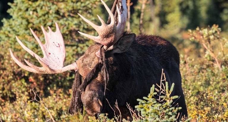 Moose Explode in Numbers While Wolves Decline; Scientists Declare a ...