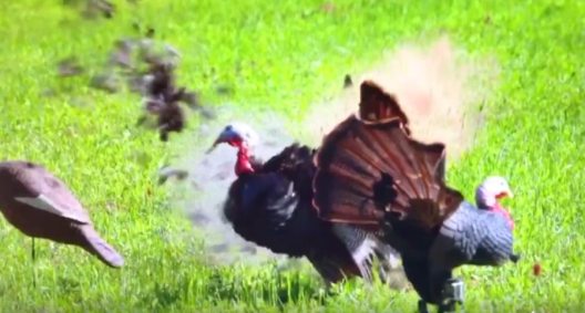 Houdini Turkey Plays Dead and Runs Off After Being Shot - Wide Open Spaces