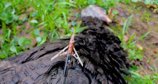 6 Best Turkey Broadheads of 2017 - Wide Open Spaces