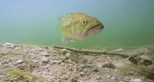 Do Bass Eat Turtles? Here's a Field Test to Find Out - Wide Open Spaces