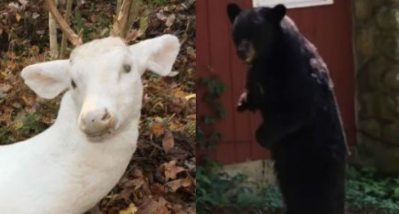 Here Are 10 of the Strangest Hunting Stories in Recent Memory - Wide ...