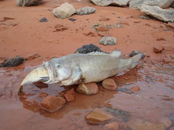 11 Photos That Prove It's a Fish-Eat-Fish World Out There - Wide Open ...