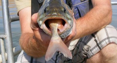 The #FishBra Phenomenon That Took Instagram By Storm - Wide Open Spaces