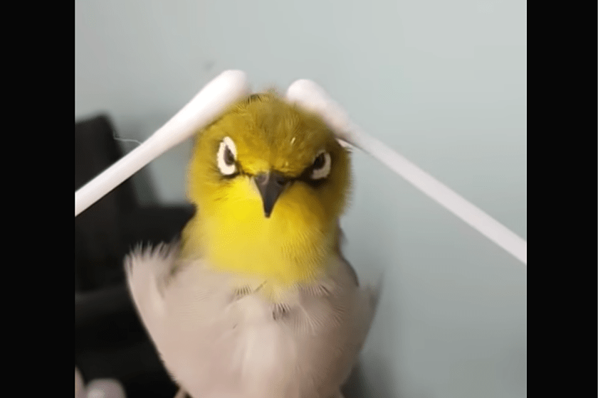 Little Bird's Q-Tip Massage Gives New Meaning to Relaxation