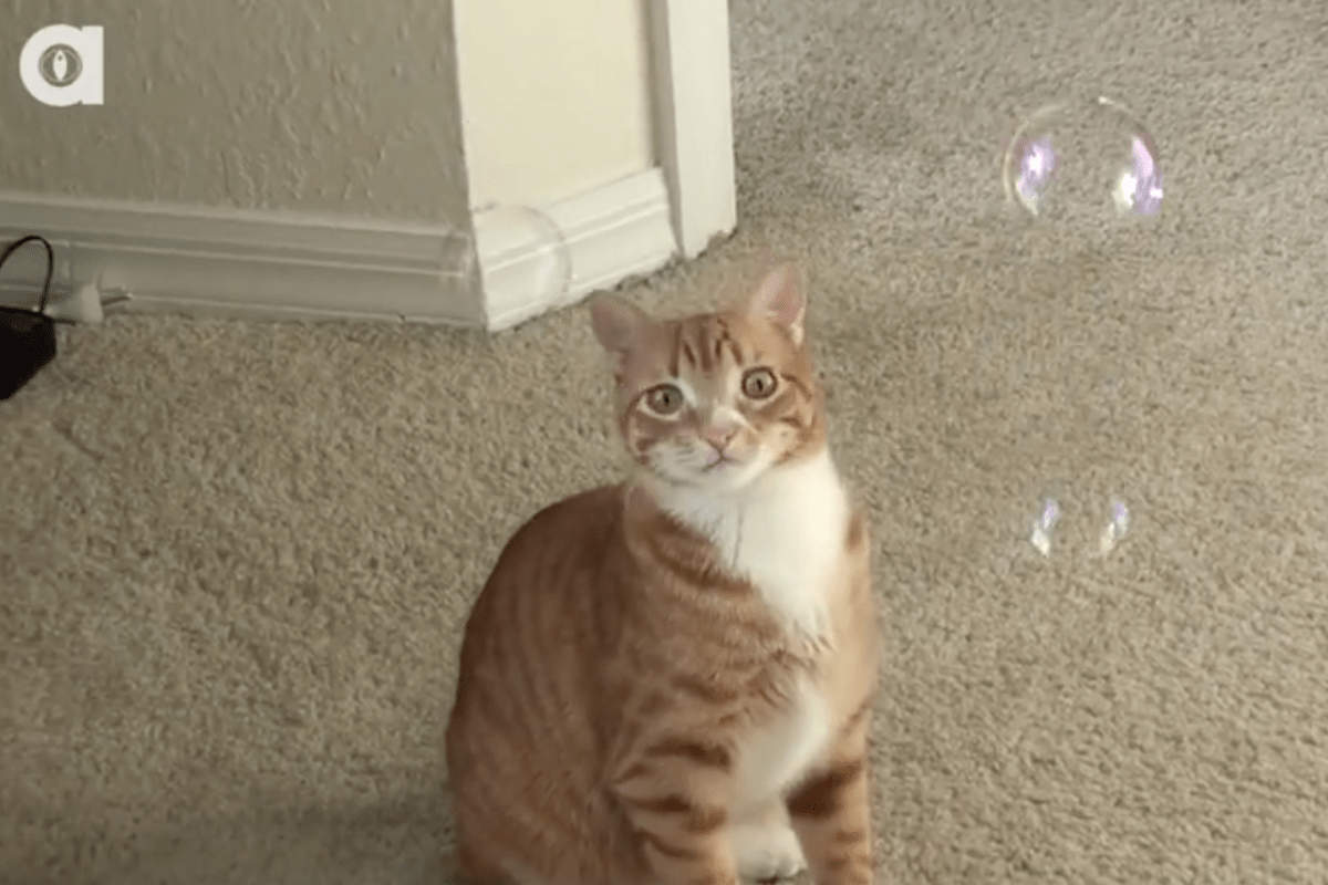 Catnip Bubbles: The Greatest Cat Toy You Never Realized Existed