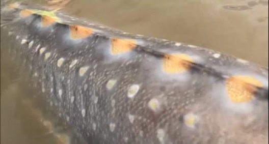 Rare Golden Sturgeon Landed From BC's Fraser River - Wide Open Spaces
