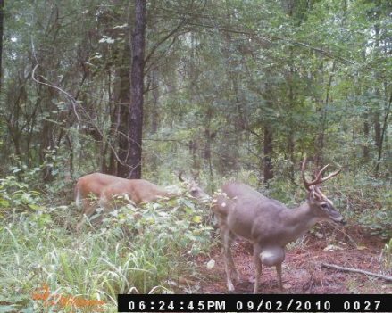 7 Painful Pictures of Deer with Tumors and Growths - Wide Open Spaces