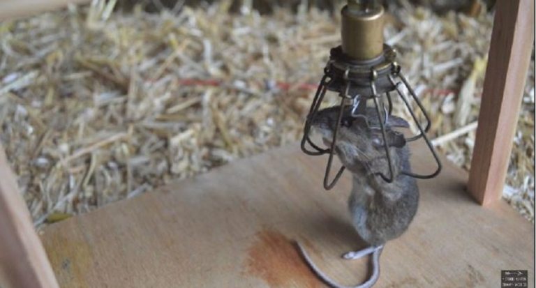 Here's a Look at a Rare 1877 Antique Mouse Trap in Action - Wide Open ...