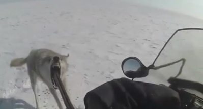 Wolf Turns on Snowmobiler After Being Shot - Wide Open Spaces