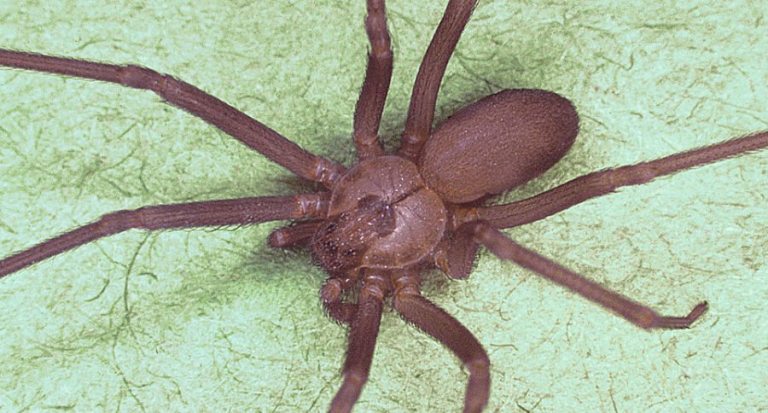 Could Recent Brown Recluse Discoveries Point to a Michigan Population ...