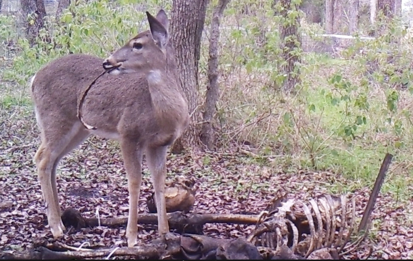 Scientific Study Captures Images of Deer Eating Human Remains - Wide ...