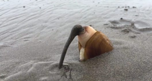 Disgusting, Bizarre, Eerie, and Odd: Video of Clam Has Got People ...