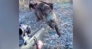 Hunter Comes Within Inches of Charging Hog - Wide Open Spaces
