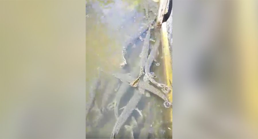 Footage of Longnose Gar Spawning is Simply Stunning - Wide Open Spaces