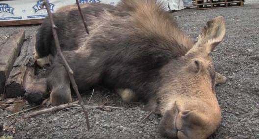 Have You Ever Heard a Moose Snoring? - Wide Open Spaces