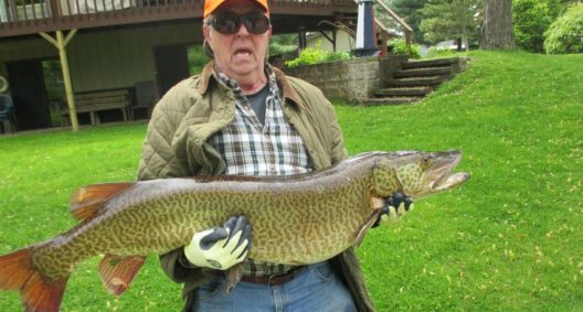 Record Tiger Musky Keeps the Ball Rolling for New Illinois Record Fish ...