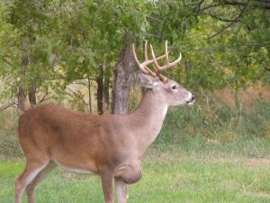 7 Painful Pictures of Deer with Tumors and Growths - Wide Open Spaces
