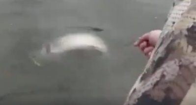 This Dude Shows You Exactly How to Handline a Pike Like a Pro - Wide ...