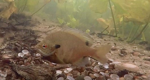 Big Bluegills in Awesome Underwater Fishing Footage - Wide Open Spaces