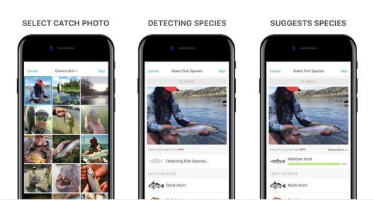 Exclusive: Fishbrain to Become World’s First Fish Species Recognition ...